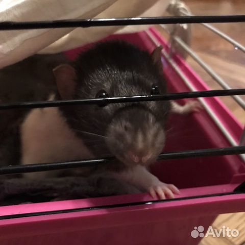 Две милых крысы с клеткой