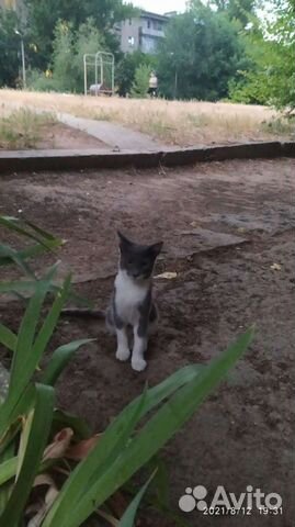 Молодой котик в добрые руки