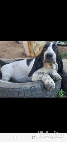 Бассет хаунд