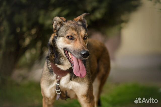 Брауни, Собака в дар