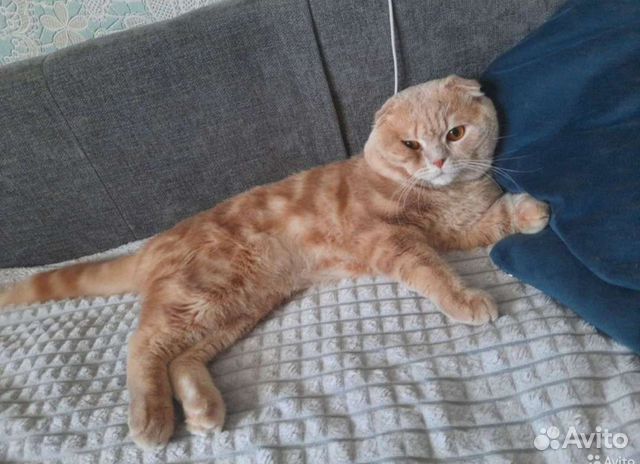 Шотландский кот вязка