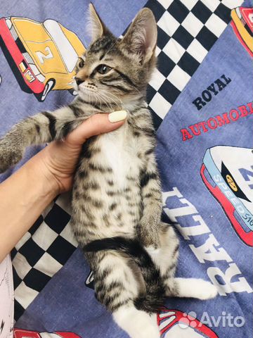 Котенок девочка