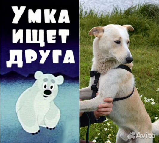 Молодой пёсик Умка ищет дом