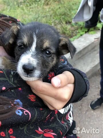 Щенки 2 месяца