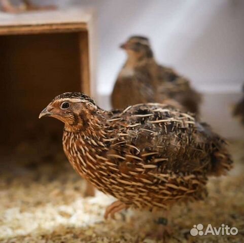 Перепела продажа