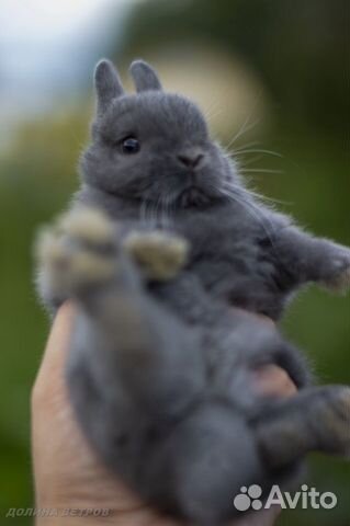 Девочка минор голубого окраса, 2 мес