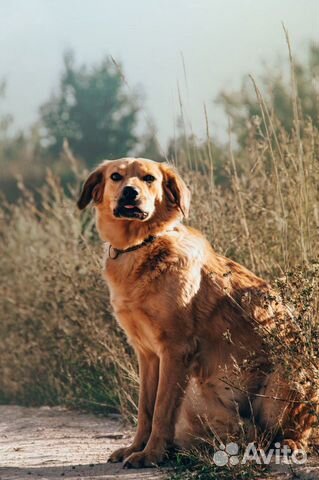Собака по кличке Айва ищет дом