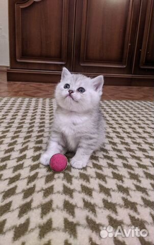 Британский котенок