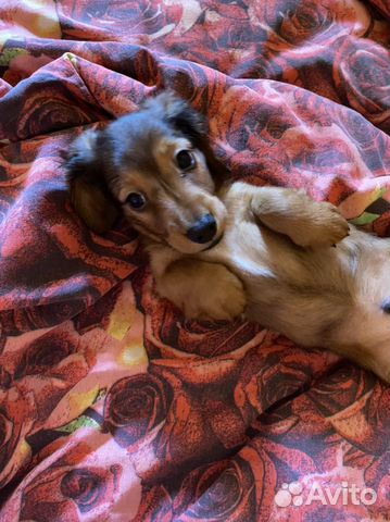 Длинношерстная такса мини