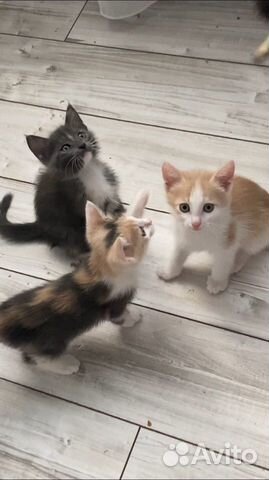 Котята в добрые руки