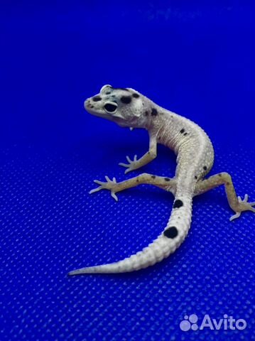 Эублефар Mack Snow Еnigma Lemon Frost het Raptor
