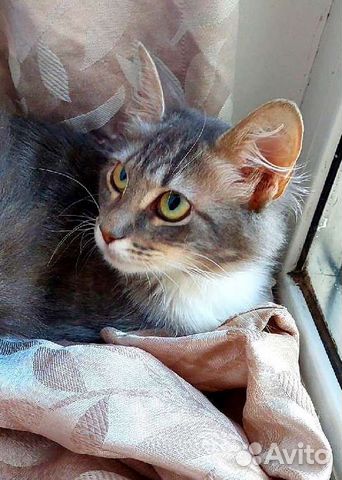 Красивые глазки пушистый хвост