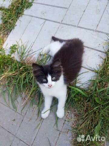 Котёнок Мультик ищет друга-человека