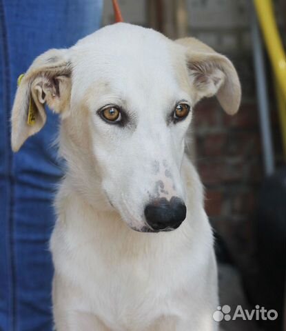 Необыкновенный щенок Беляш