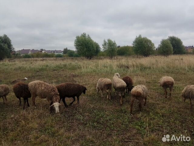 Овцы Эдильбаевские