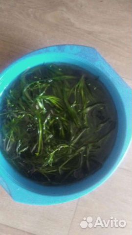 Аквариумное растение