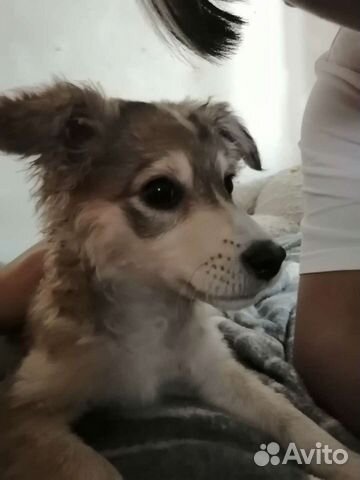 Щенок ищет новых хозяев. Девочка,месяца 1,5-2.Долг