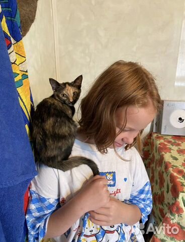Котенок черепашка