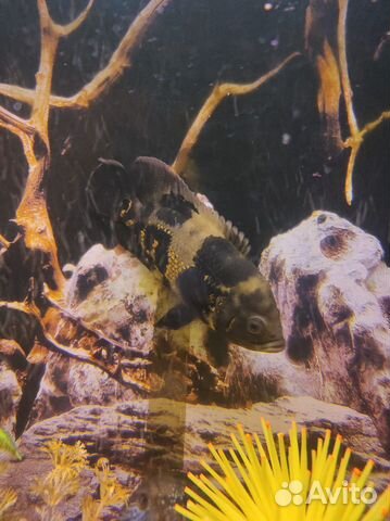 Аквариумные рыбки цихлиды