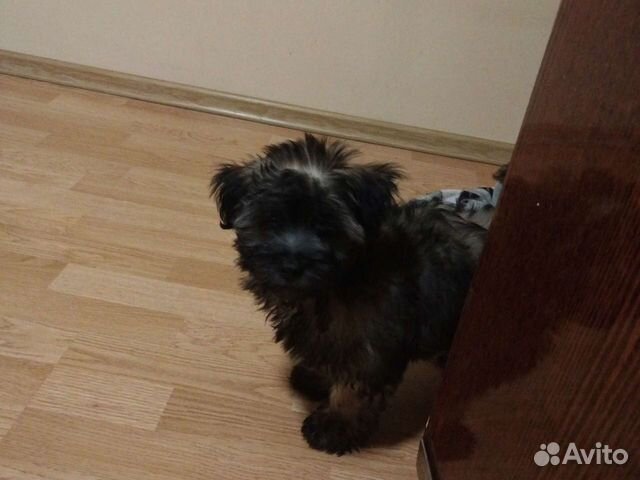 Собака