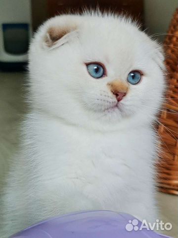 Сладкий мальчик