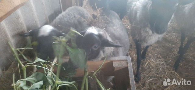 Ягнята романовские