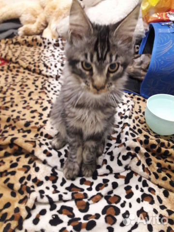 Майкун кошка 5 месяцев