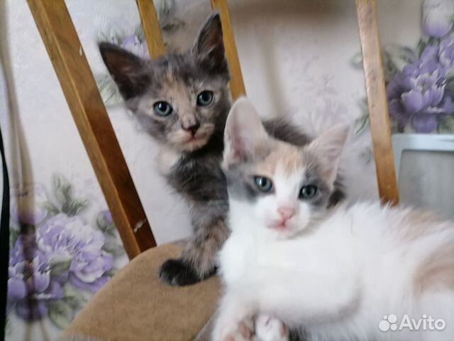 Две милых кошечки ждут своих хозяев