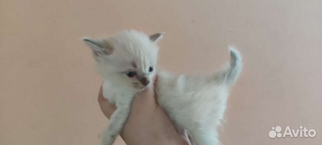 Кошечка в добрые руки