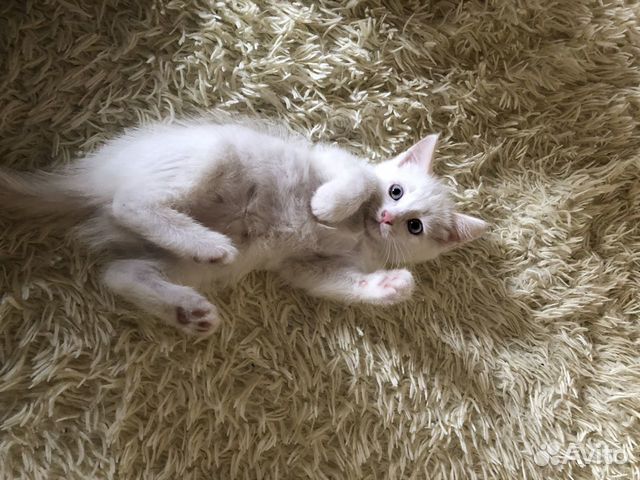 Белый Котенок мальчик