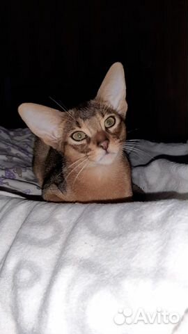 Абиссинские котята