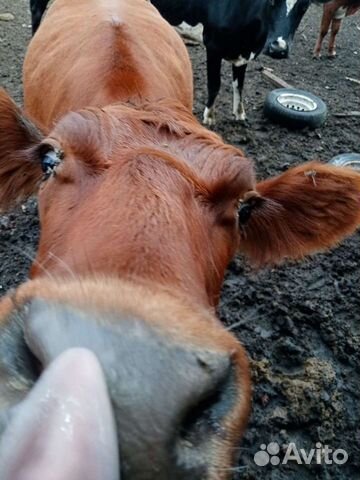 Продажа крс