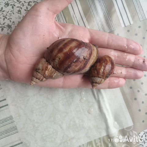 Ахатинские улитки