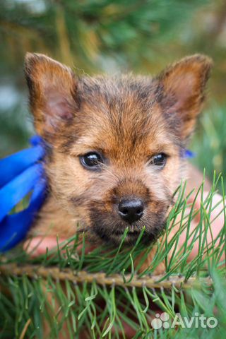 Норвич терьер мальчик