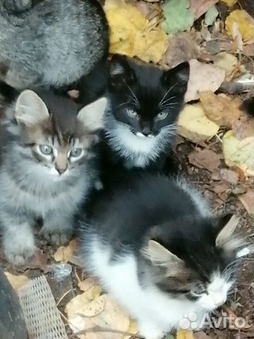 Котята-куколки