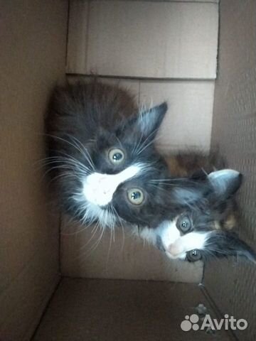 Котята