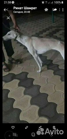 Борзая хортая