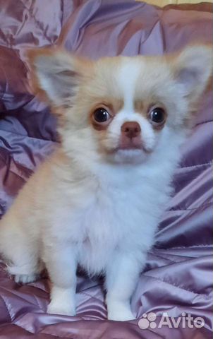 Чудные девочки