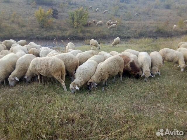 Овцы породы цигей