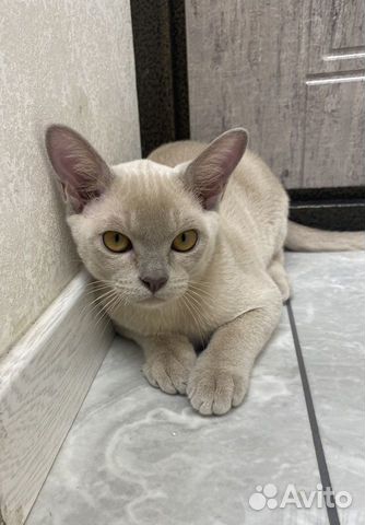 Бурманские котята