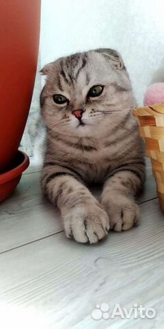 Шотландский кот на вязку