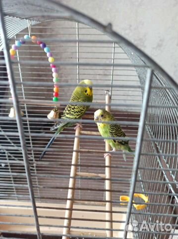 Волнистый попугай с клеткой