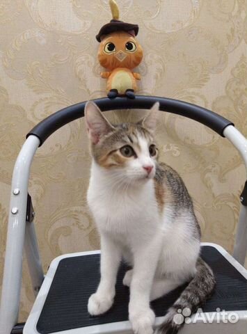Котенок в добрые руки