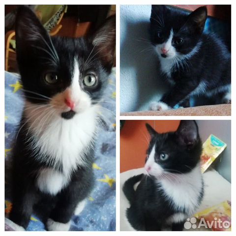 Котята бесплатно