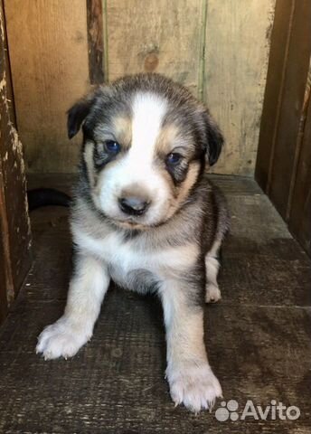 Щенок хаски и лайки