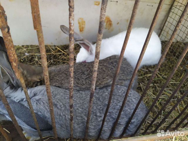 Кролики фландр+ паннон