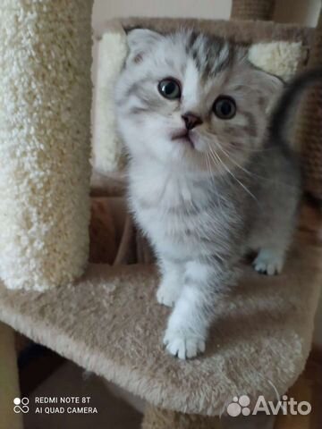 Шотландские котики