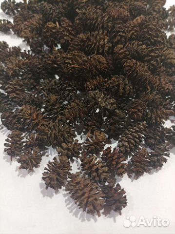 Шишка ольховая