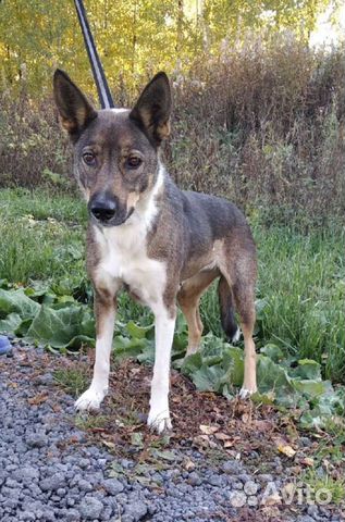 Лавина типаж овчарки в добрые руки