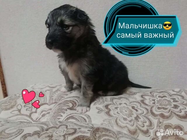 Малыши для вас